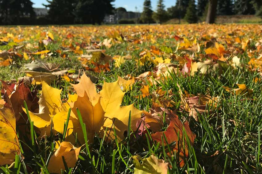 Spring & Fall Cleanup